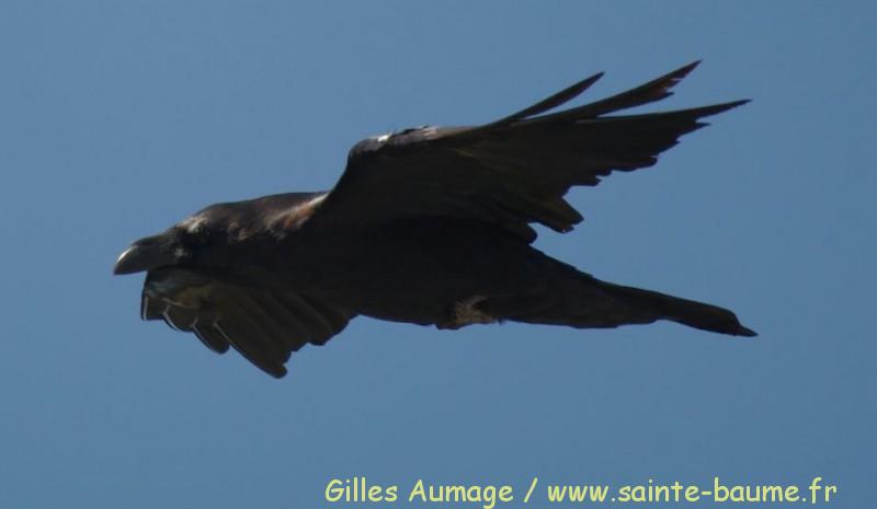 Choucas des tours, Grand Corbeau et Corneille noire | Sainte-baume.fr